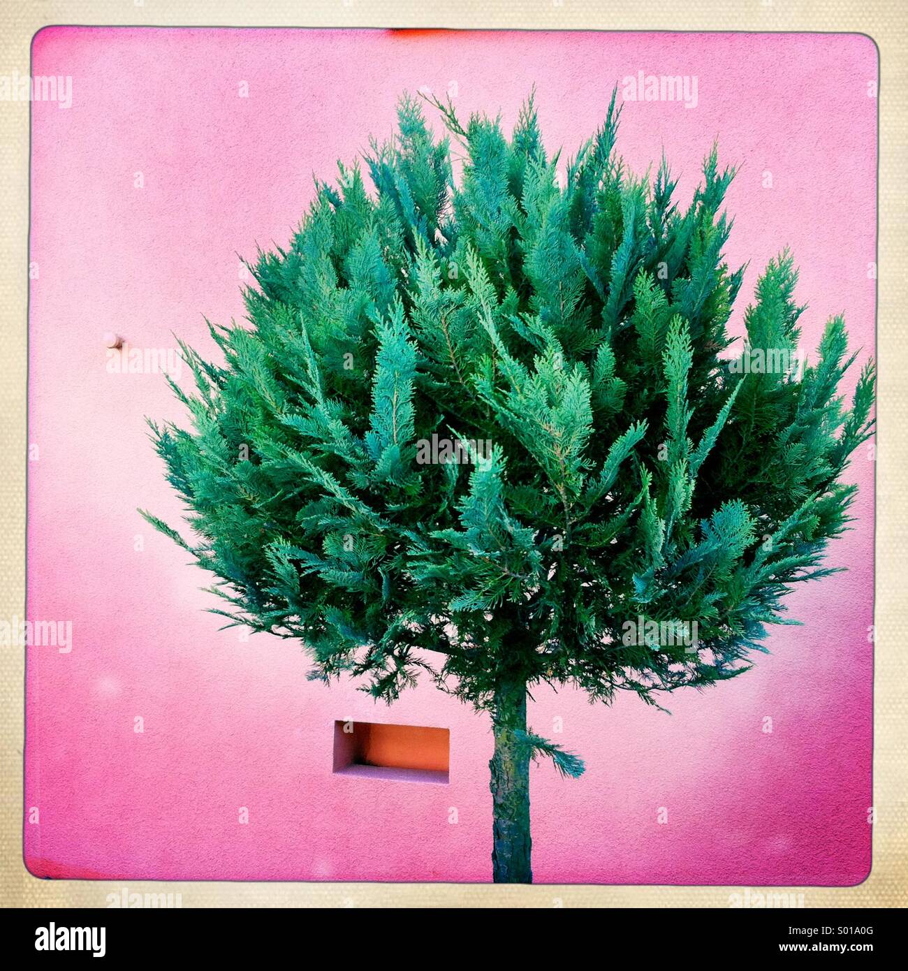 Bold pink color hi-res stock photography and images - Alamy