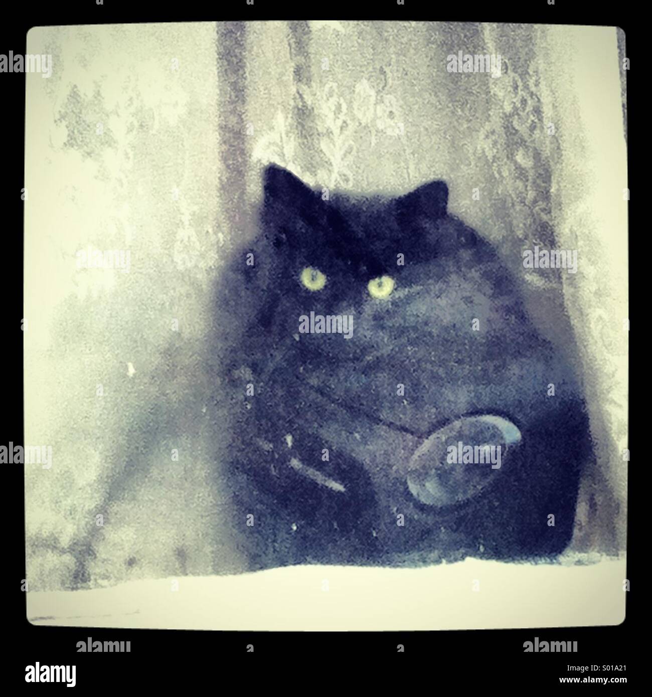 Black cat in window Stock Photo - Alamy