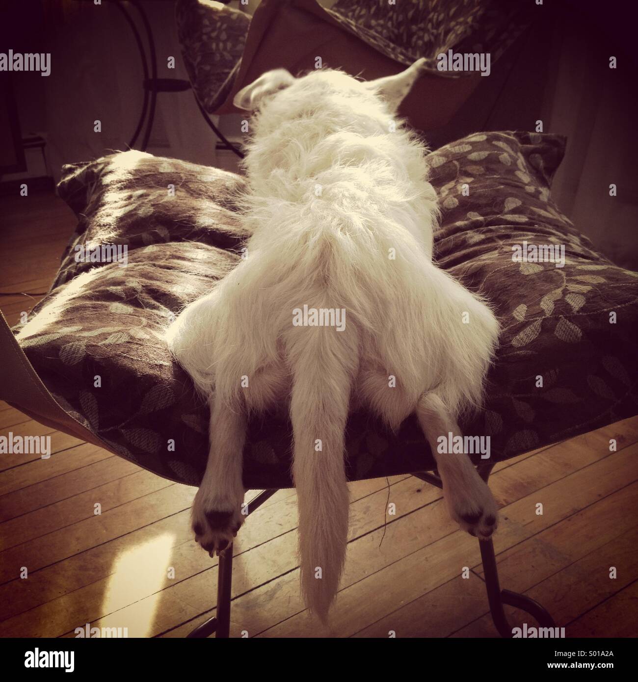 Dog feet white hi-res stock photography and images - Alamy