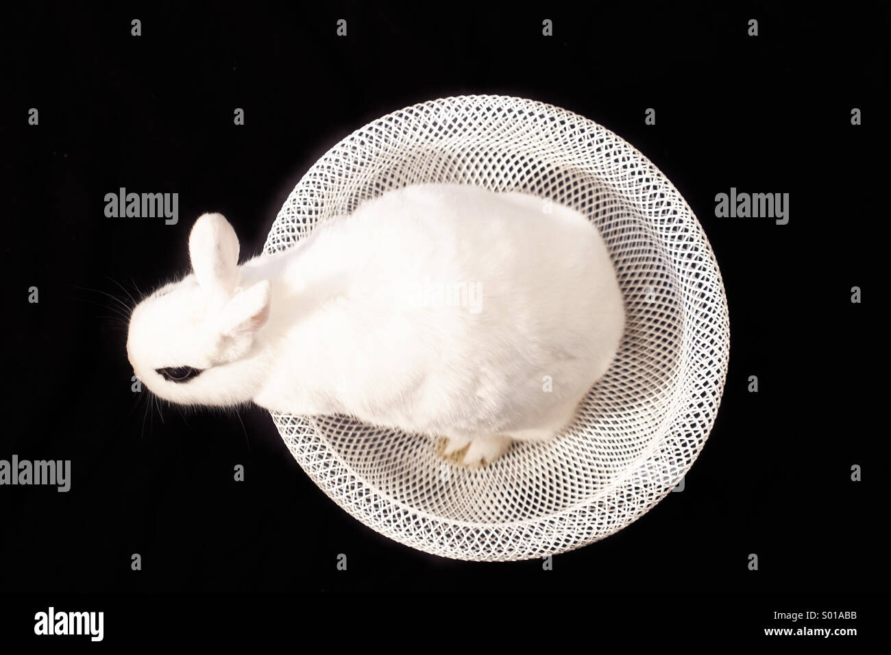 Rabbit In Basket Stock Photos & Rabbit In Basket Stock Images - Alamy
