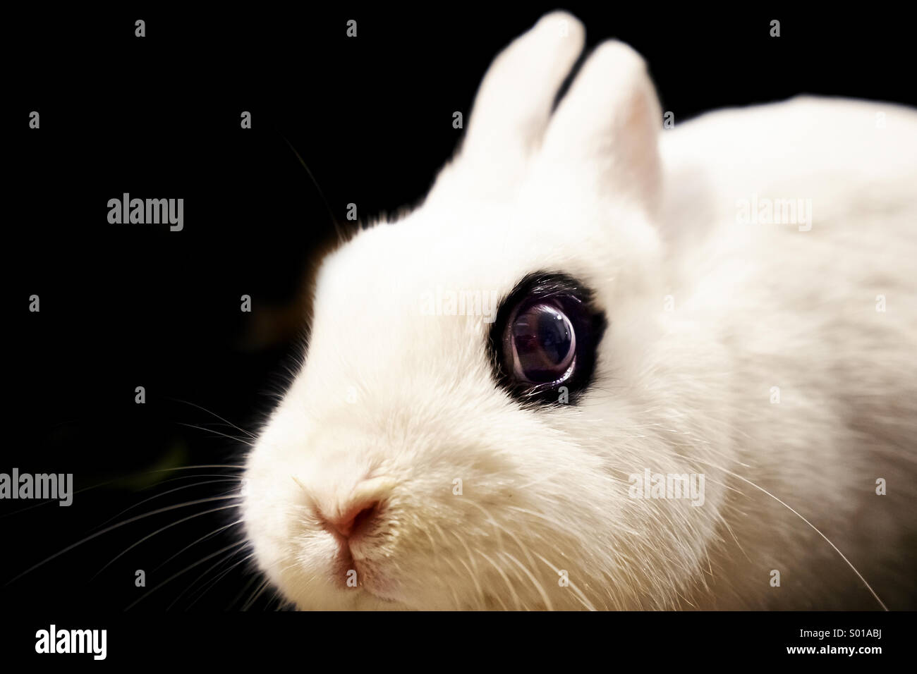 Rabbit Close High Resolution Stock Photography and Images - Alamy
