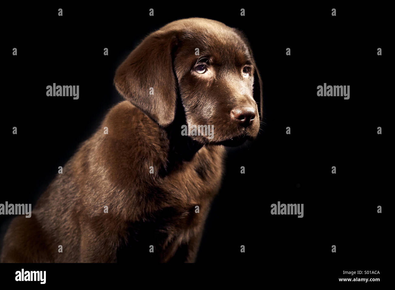 Brown Labrador Puppy Stock Photos & Brown Labrador Puppy Stock Images ...