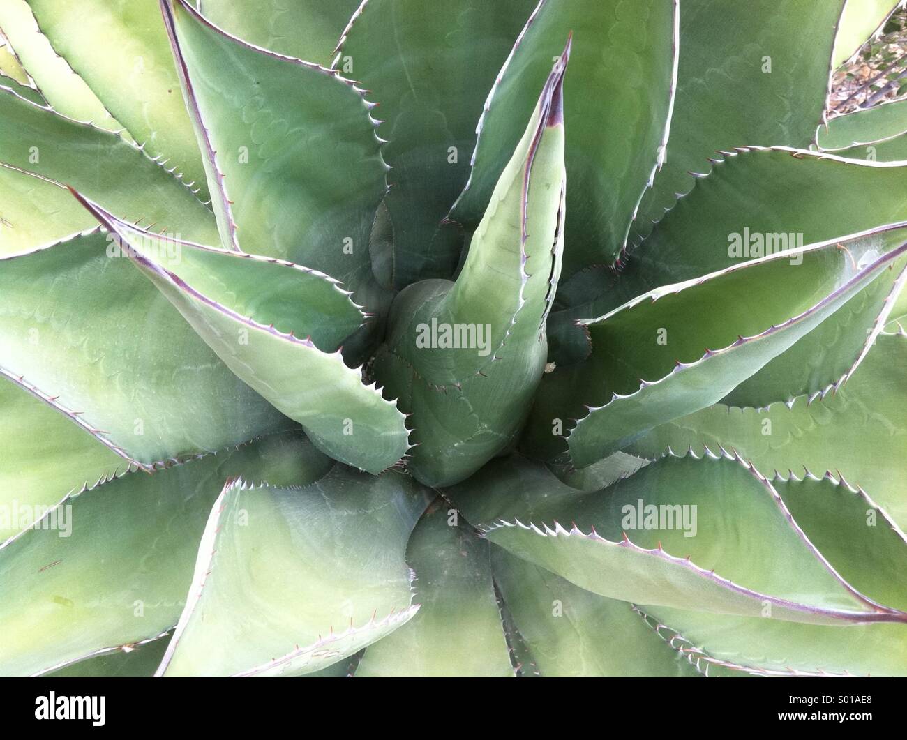 Agave Thorns High Resolution Stock Photography and Images - Alamy
