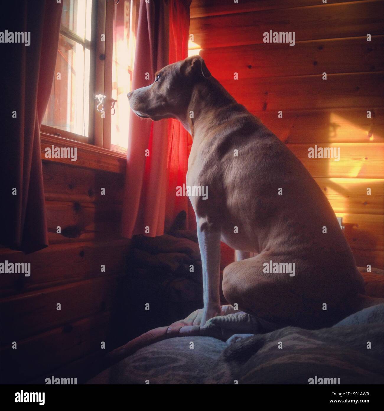 Dogs at home hi-res stock photography and images - Alamy