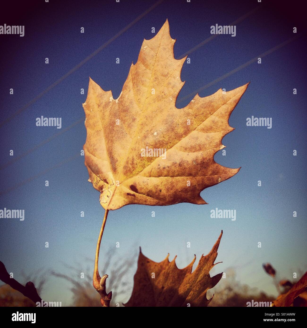 Brown concept hi-res stock photography and images - Alamy