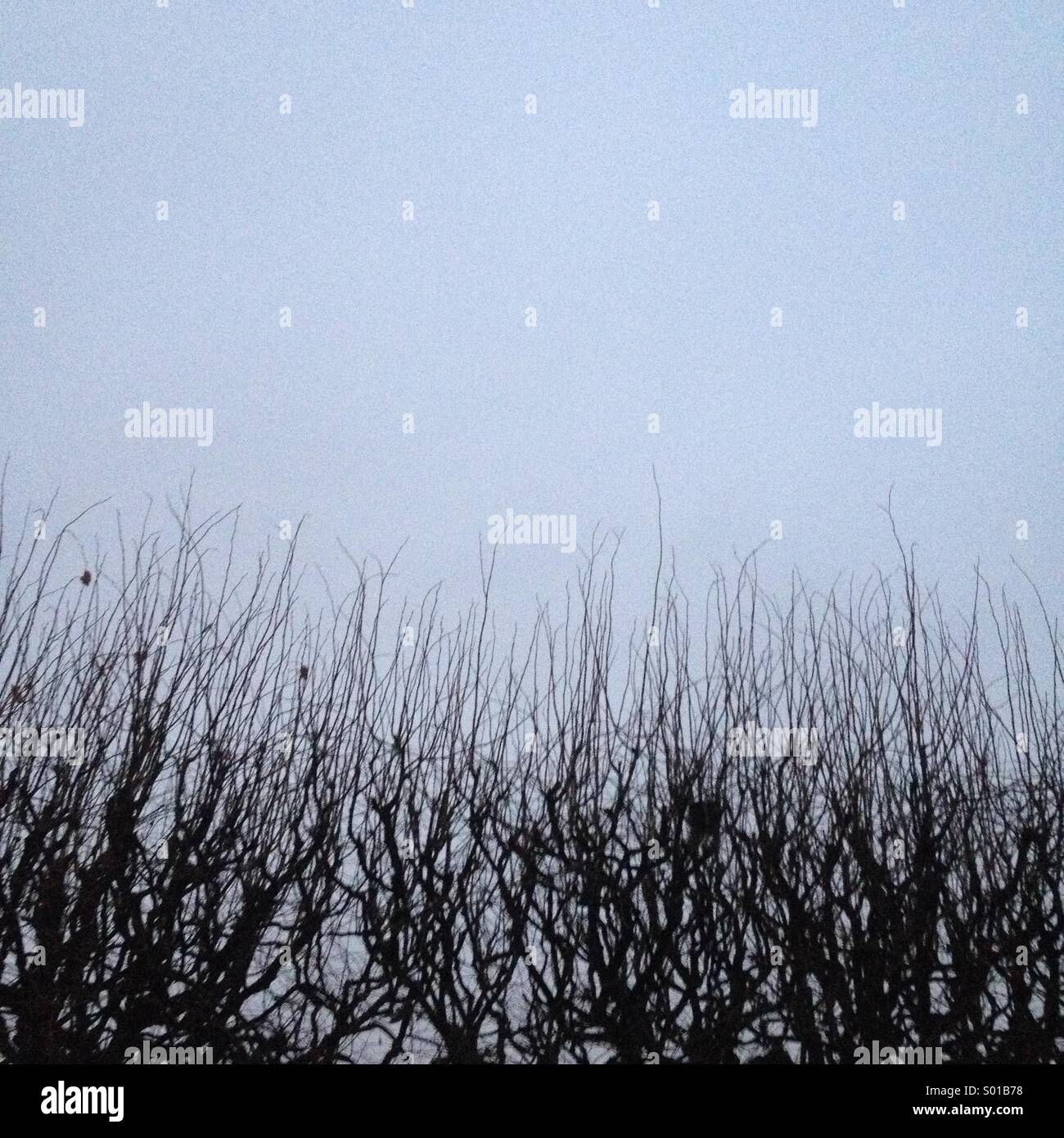 Vains hi-res stock photography and images - Alamy