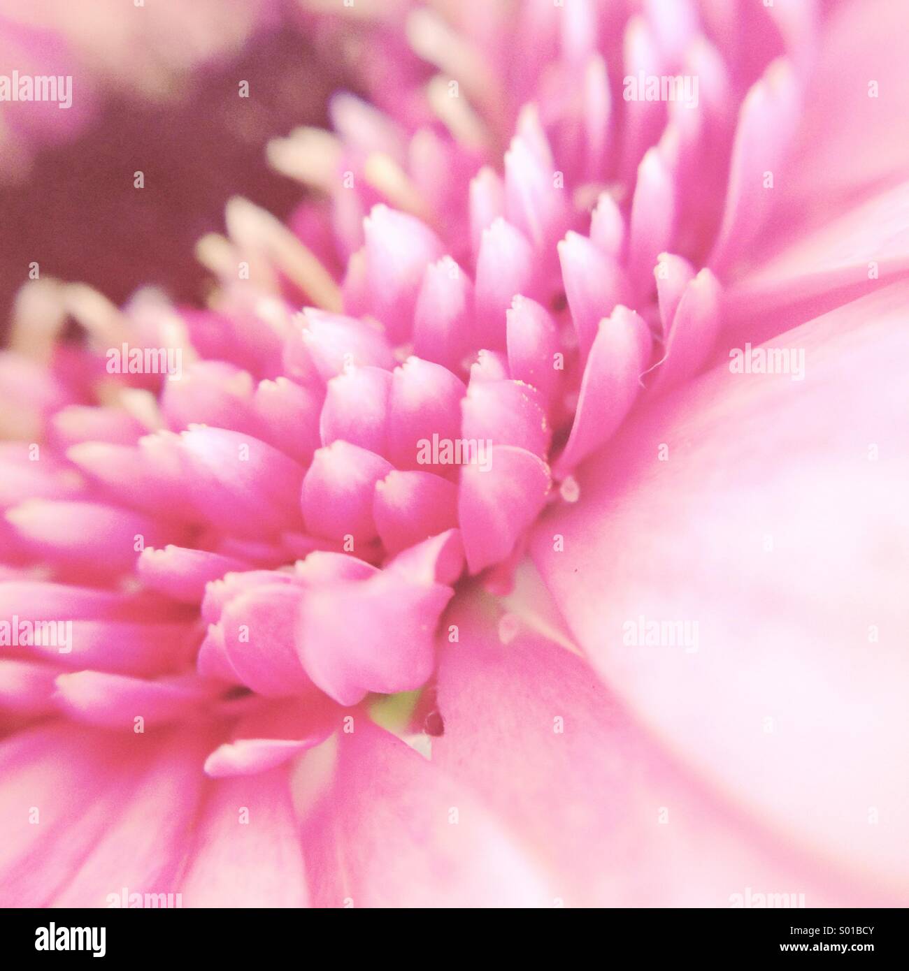 Flower nursery decor hi-res stock photography and images - Alamy