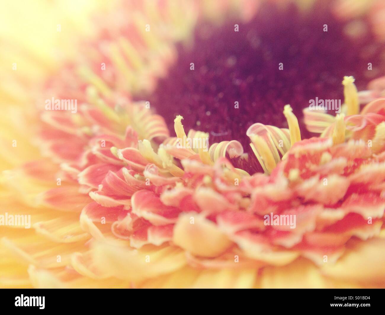 Stockimo flower hi-res stock photography and images - Alamy