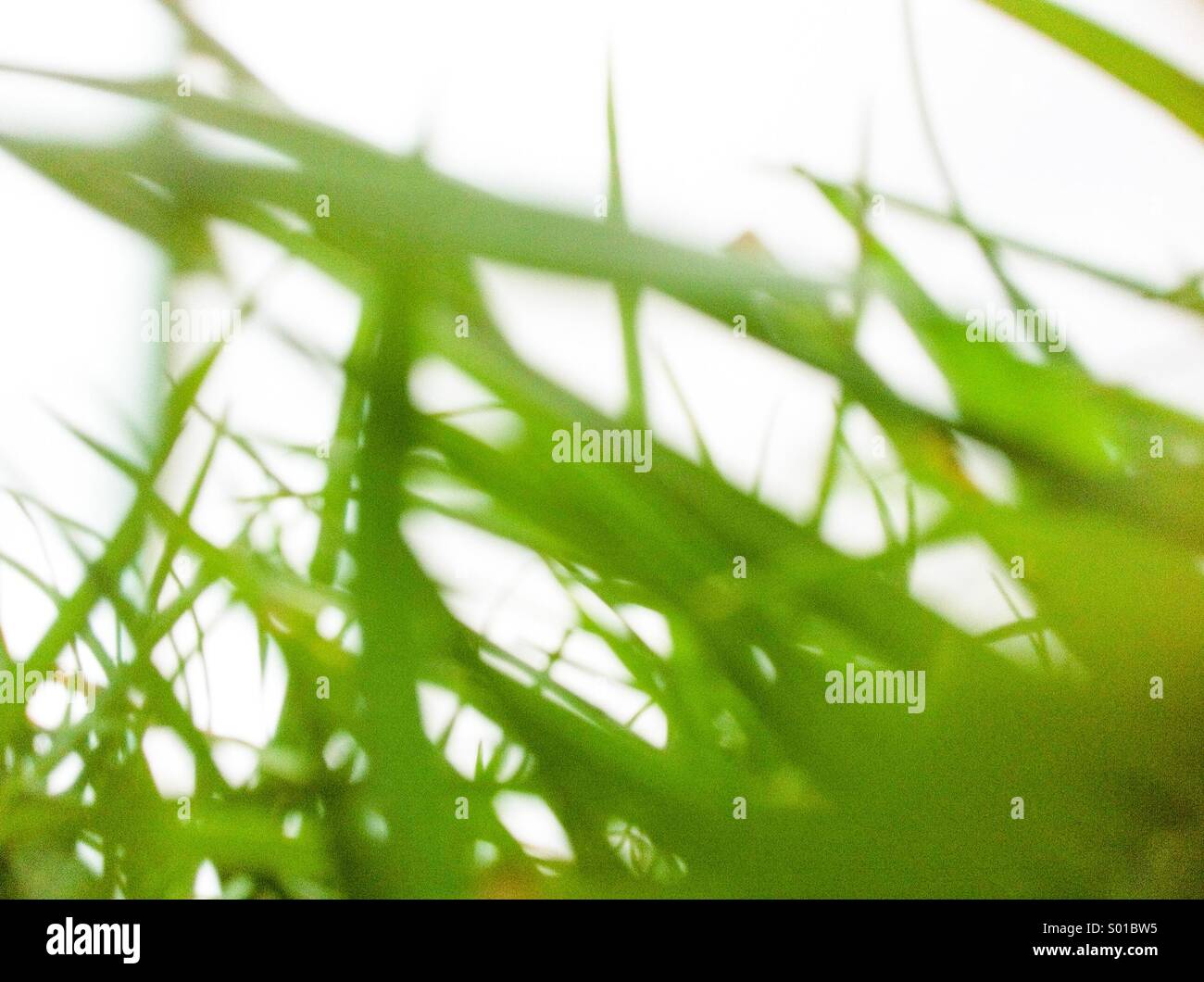 Insects view through grass Stock Photo - Alamy