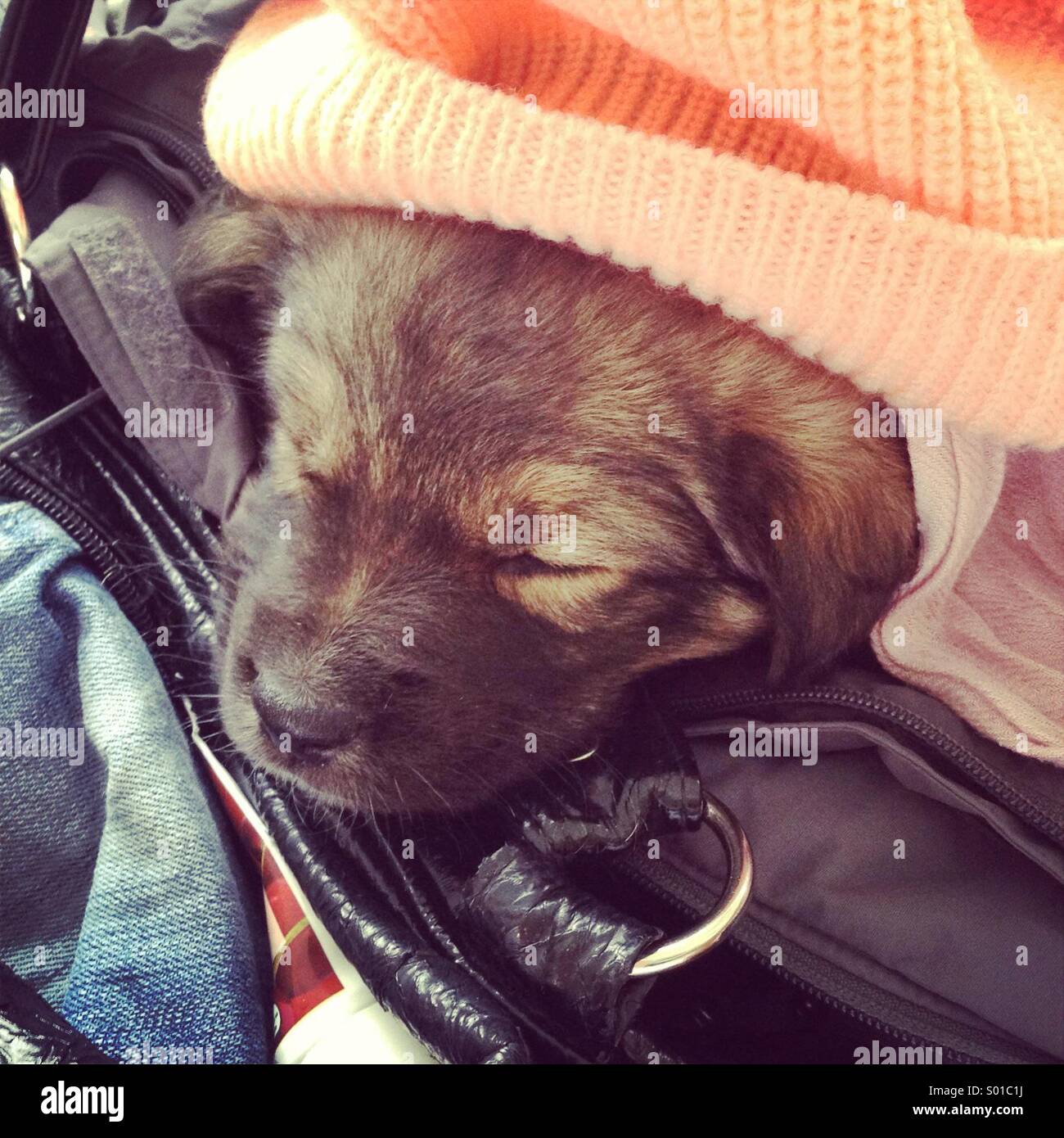 A little sleepy puppy Stock Photo - Alamy