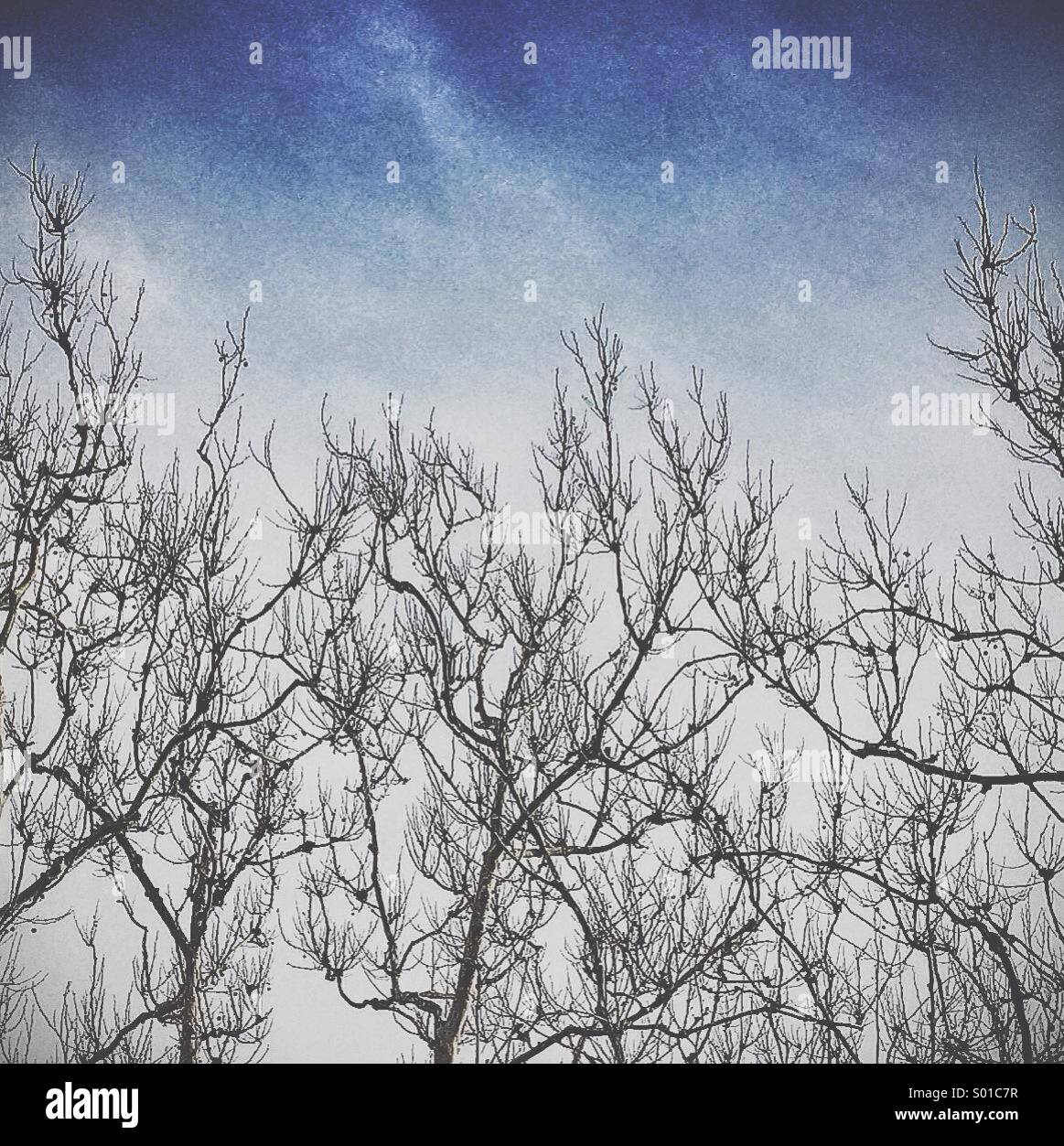 Tree less hi-res stock photography and images - Alamy