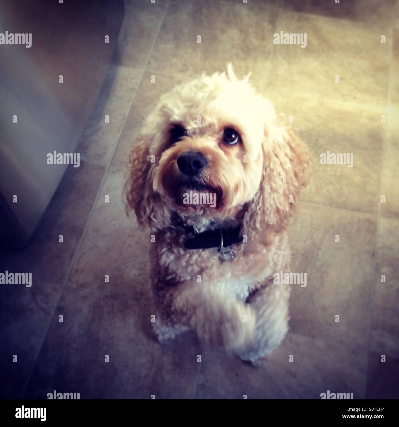Cockapoo hi-res stock photography and images - Alamy
