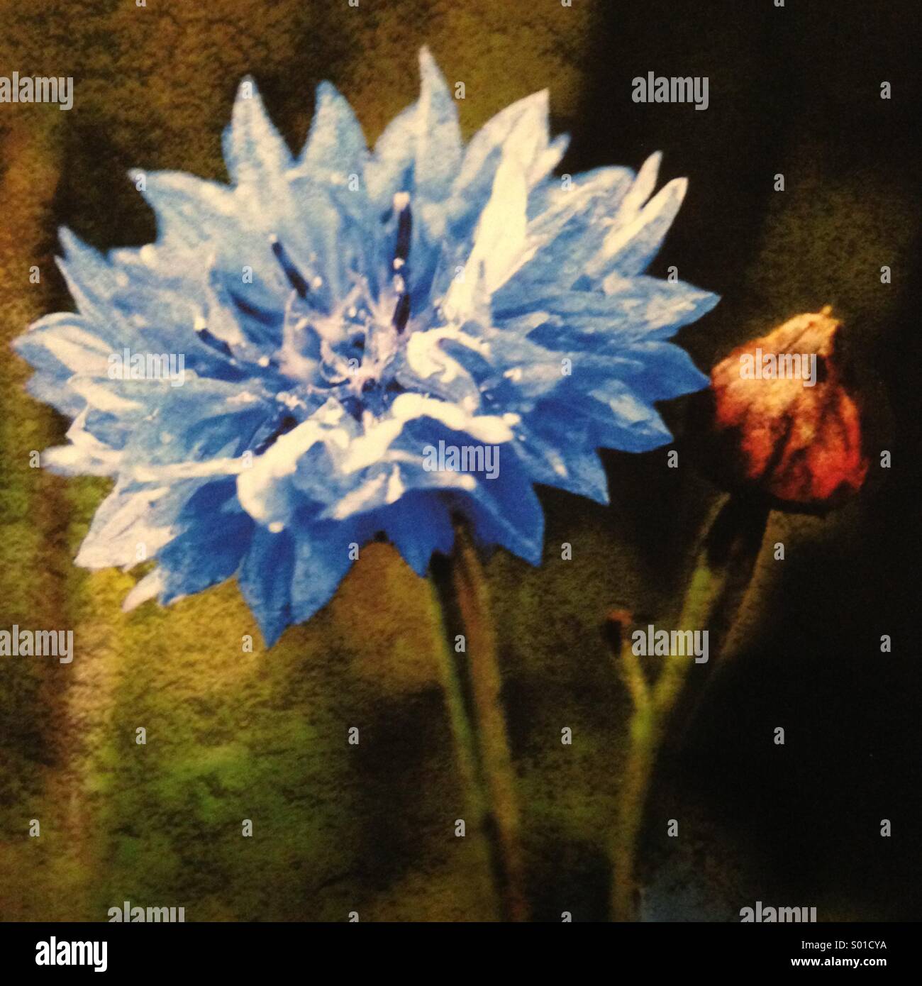 Cornflower Blue High Resolution Stock Photography and Images - Alamy
