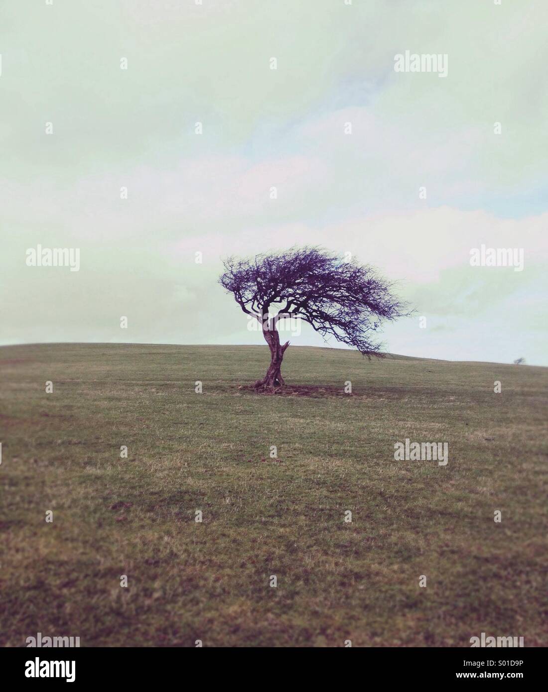 A windswept tree Stock Photo - Alamy