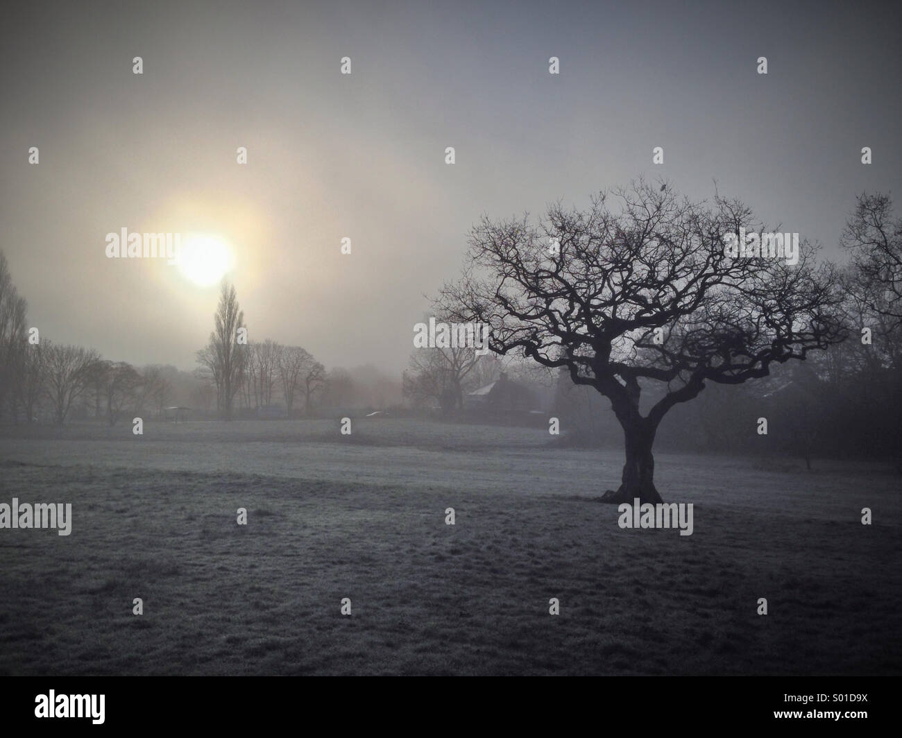 Misty tree line hi-res stock photography and images - Alamy