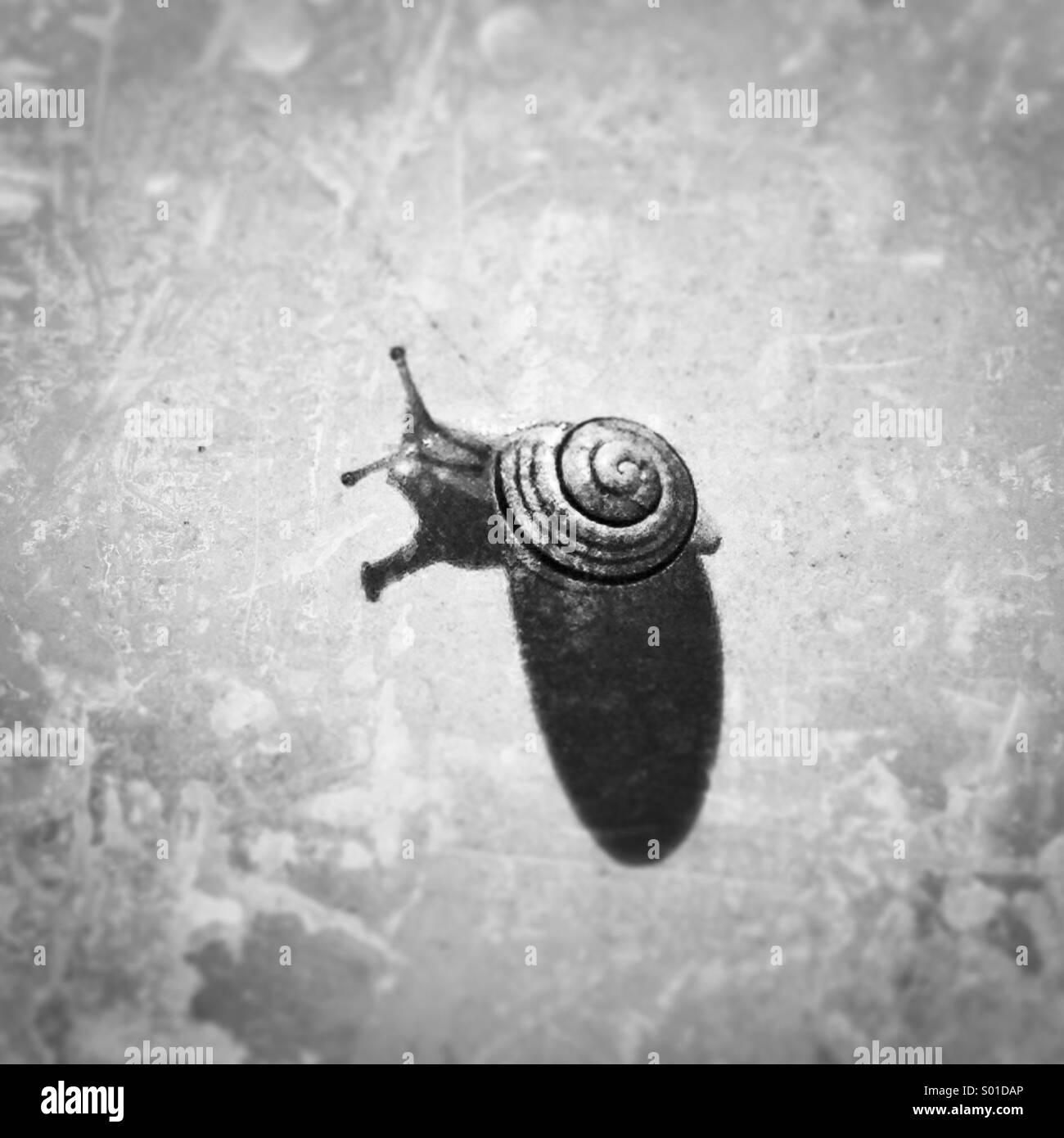 Snail and shadow in black and white Stock Photo - Alamy