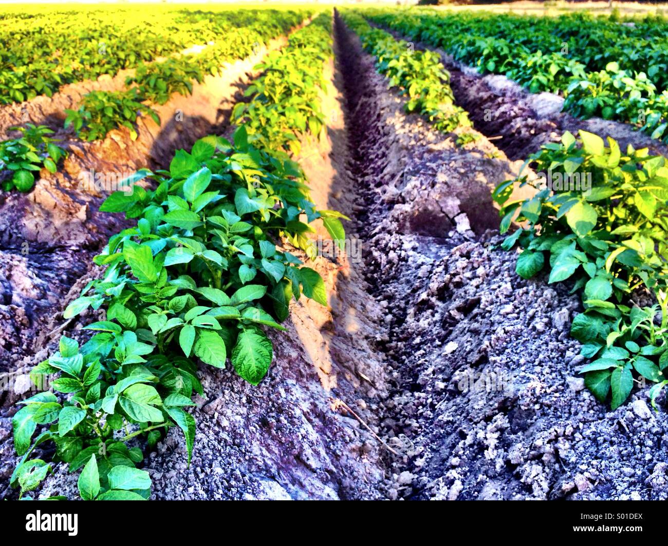 Florida Farming High Resolution Stock Photography and Images - Alamy