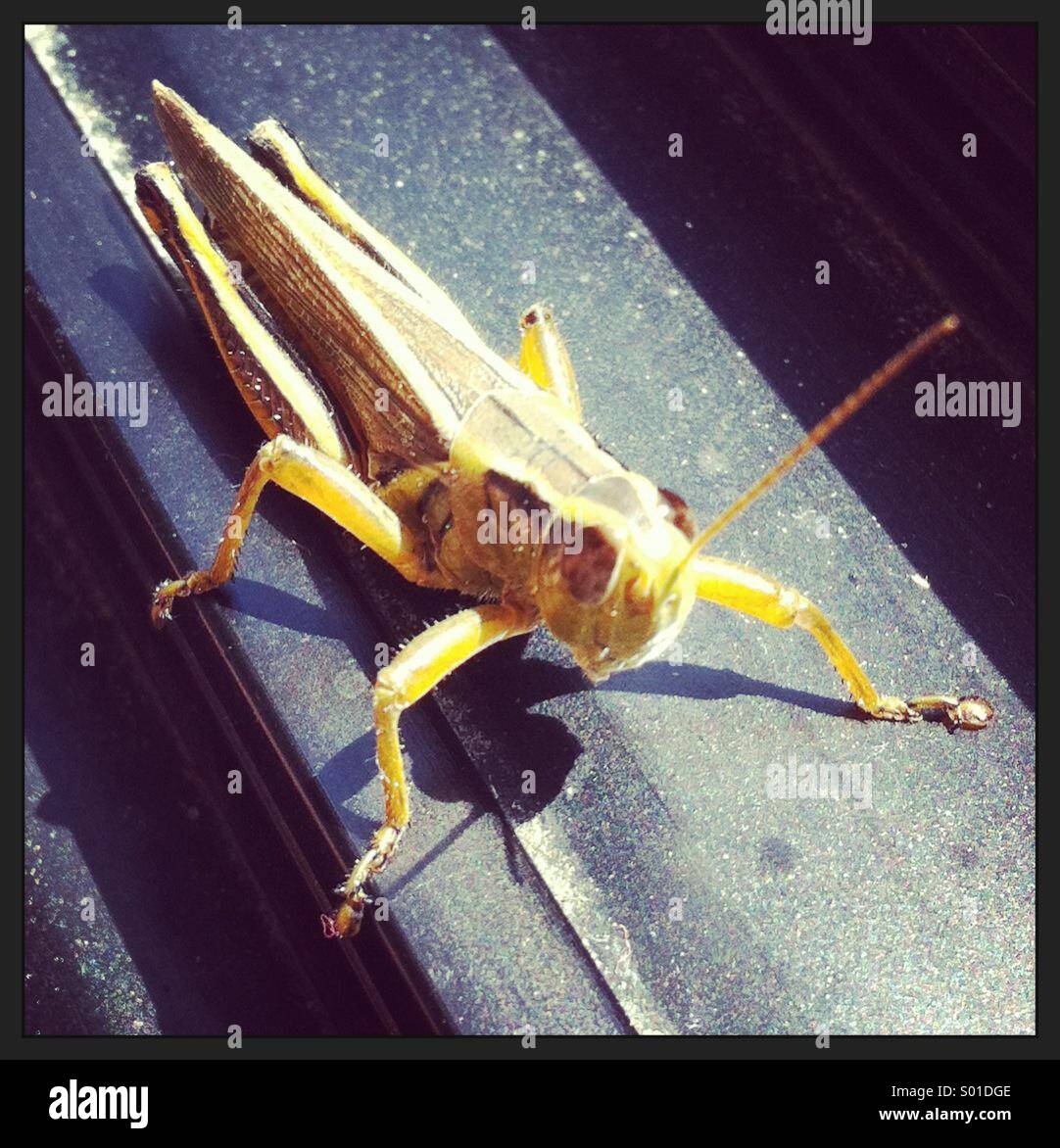 Grasshopper on window ledge Stock Photo - Alamy