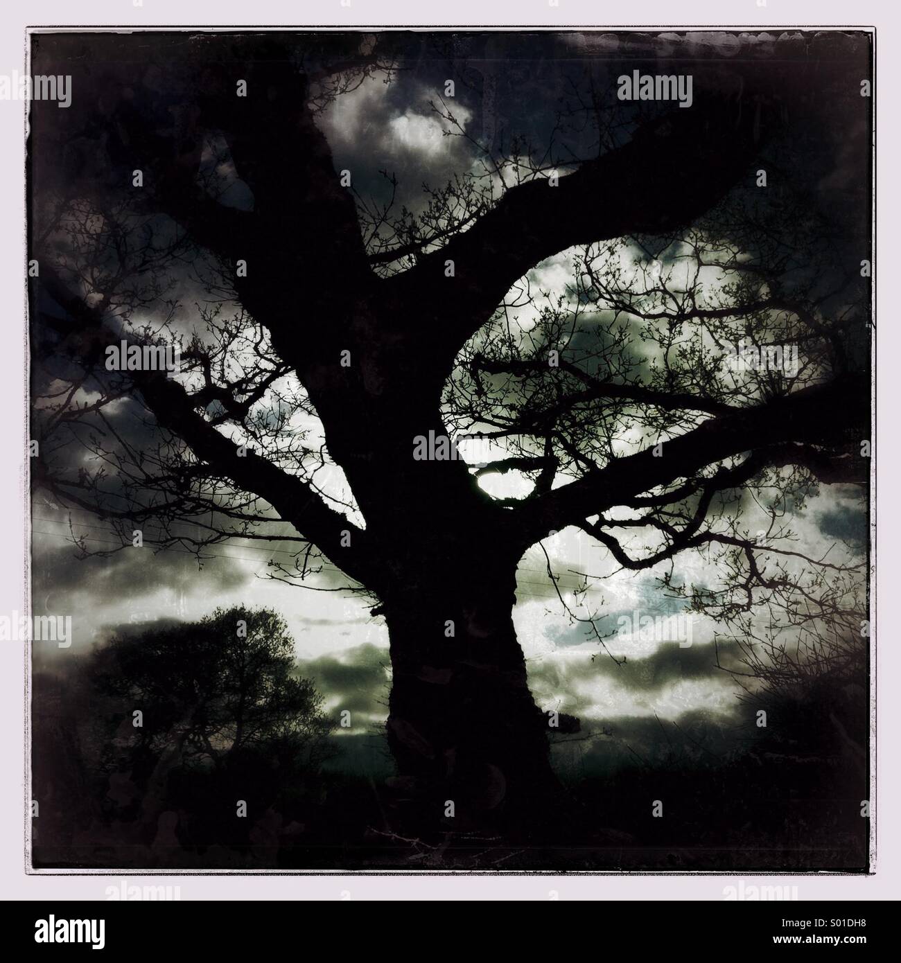 Monochromatic tree hi-res stock photography and images - Alamy