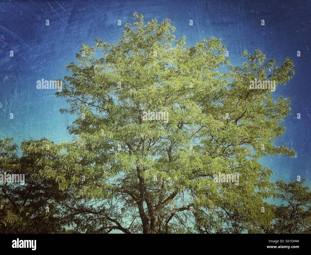 The vintage tree hi-res stock photography and images - Alamy