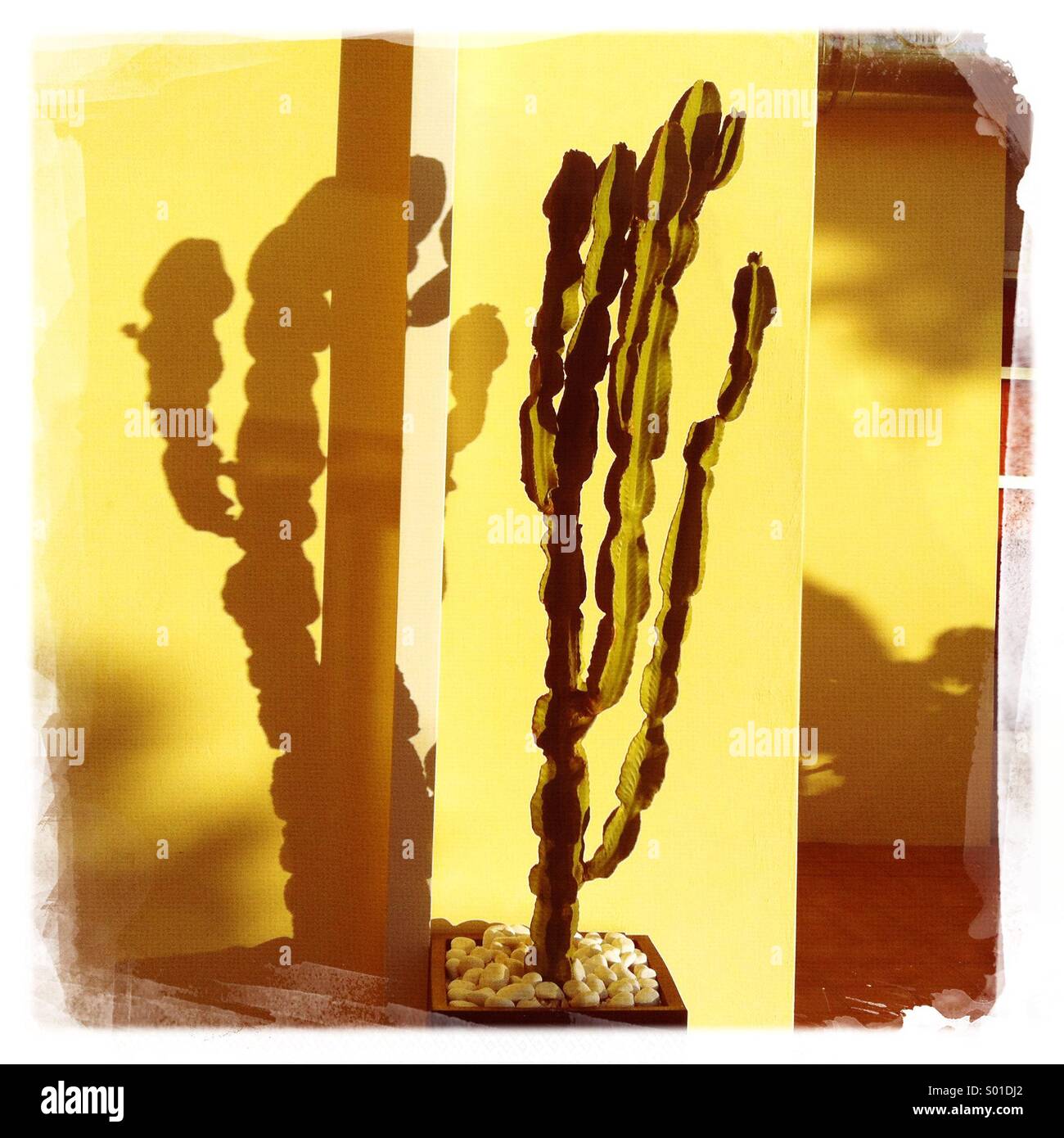 Tall cacti hi-res stock photography and images - Alamy