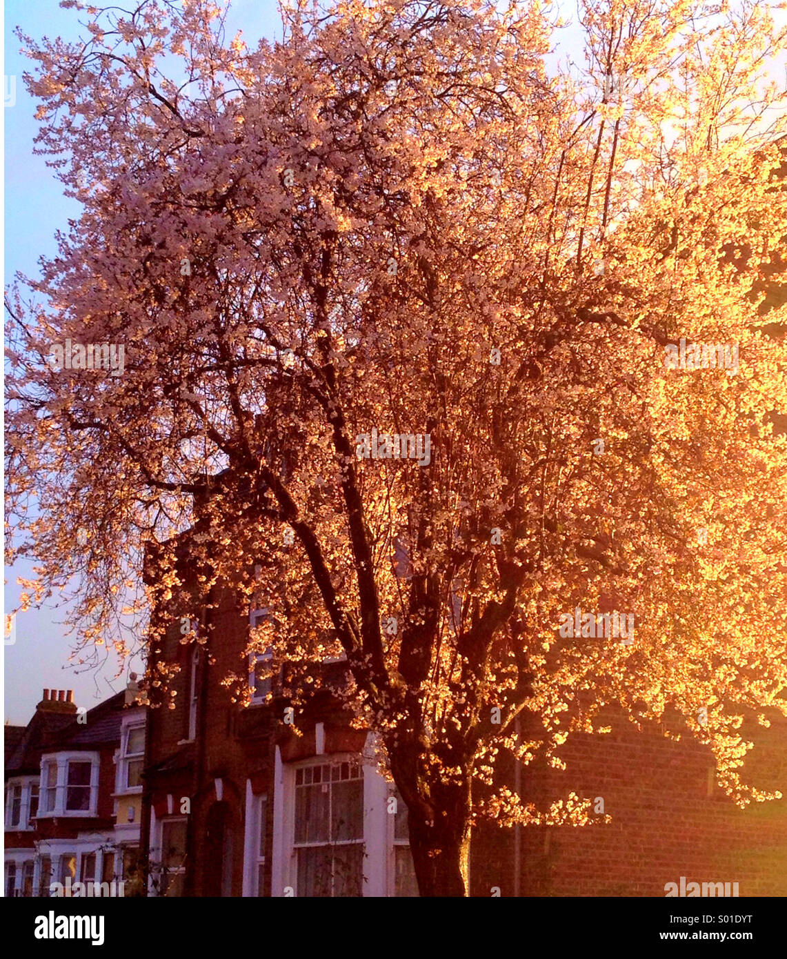 Blossoming tree in the sunset Stock Photo - Alamy