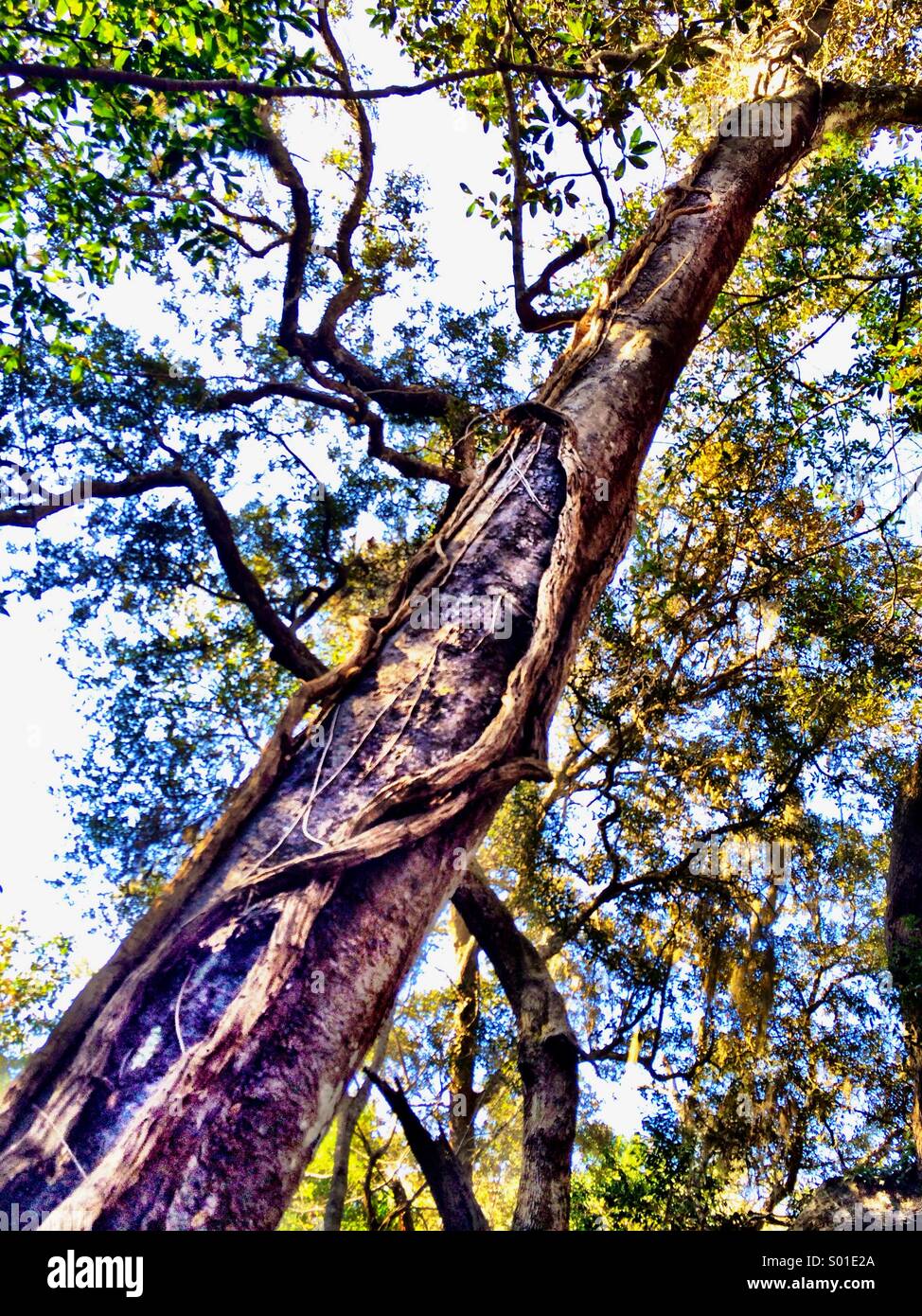 Tall old tree hi-res stock photography and images - Alamy