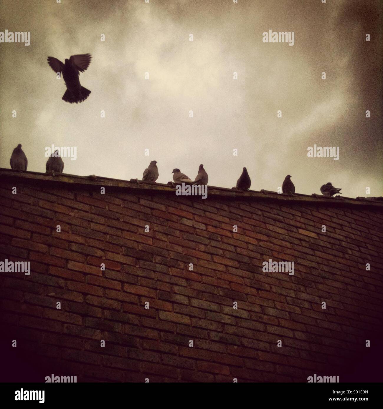 Pigeon Wall London High Resolution Stock Photography and Images - Alamy