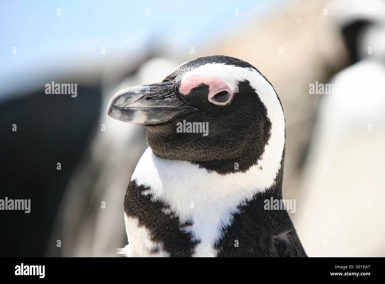 Pinguino pinguino pinguino hi-res stock photography and images - Alamy