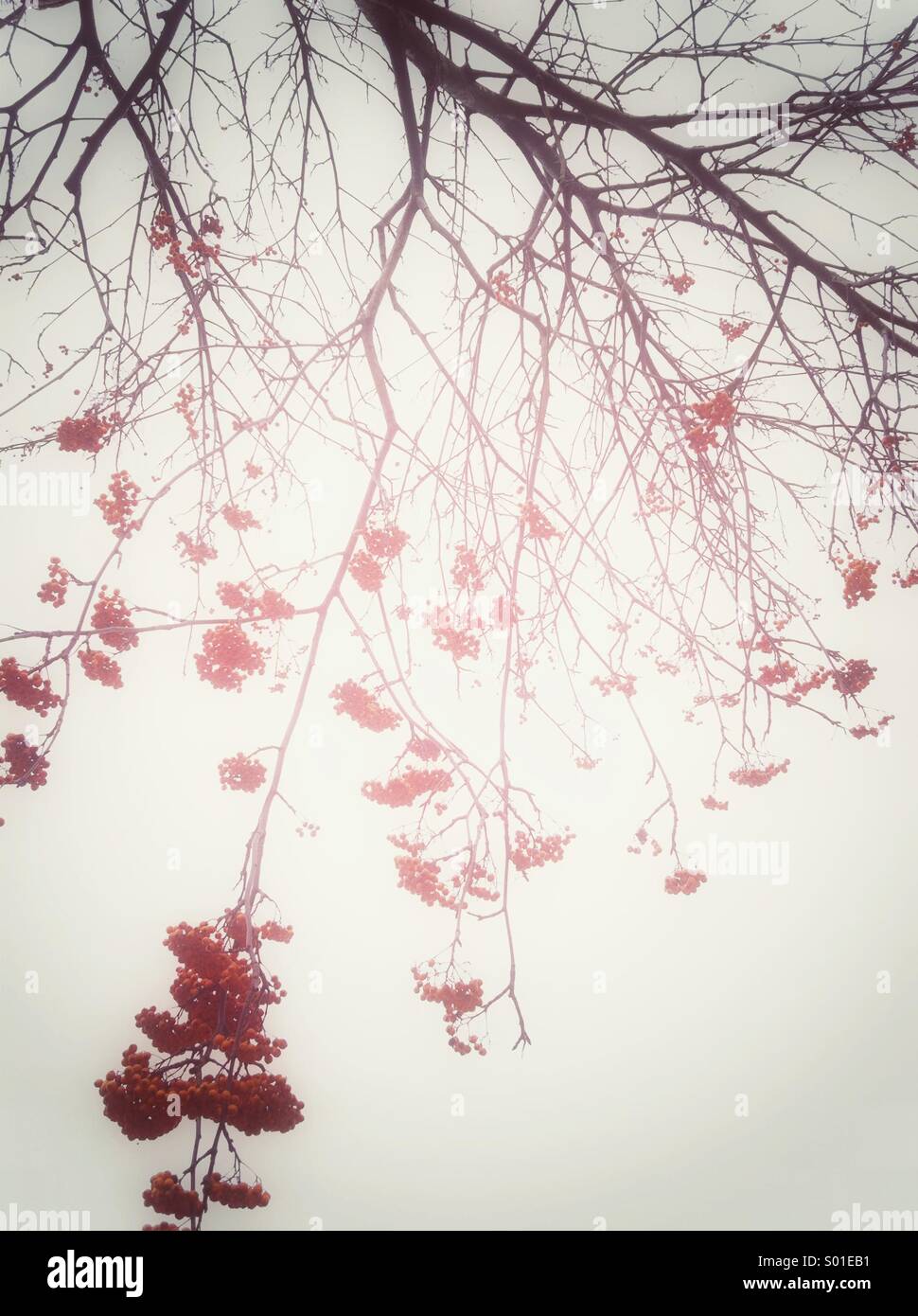 Red berry branches Stock Photo - Alamy