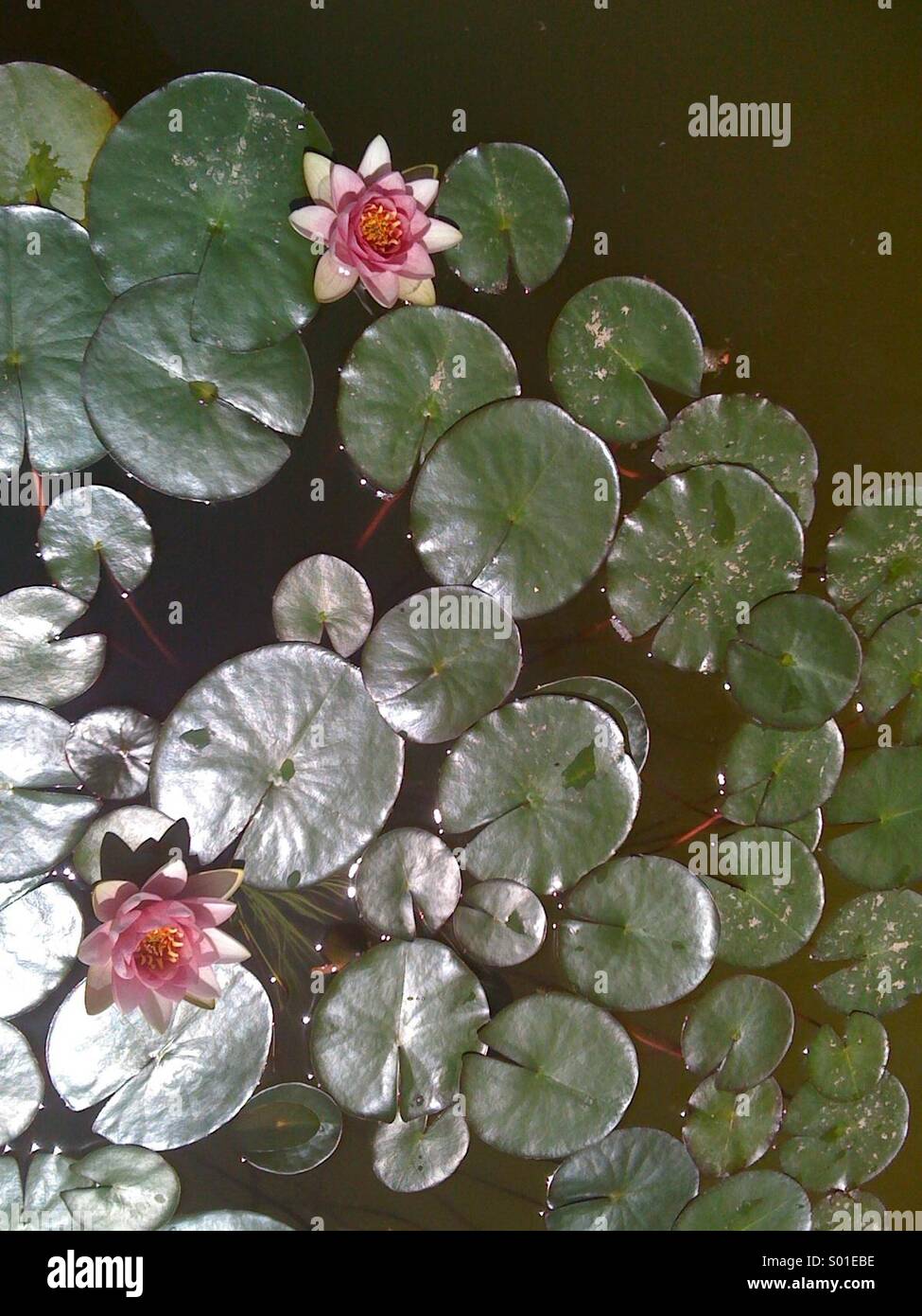 Sun on lotus hi-res stock photography and images - Alamy