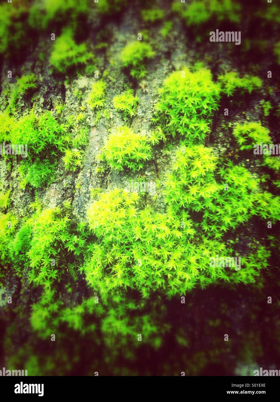 Moss on tree bark hi-res stock photography and images - Alamy