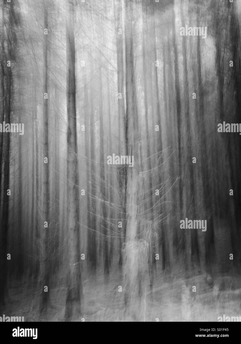 Whinlatter Forest Stock Photos & Whinlatter Forest Stock Images - Alamy