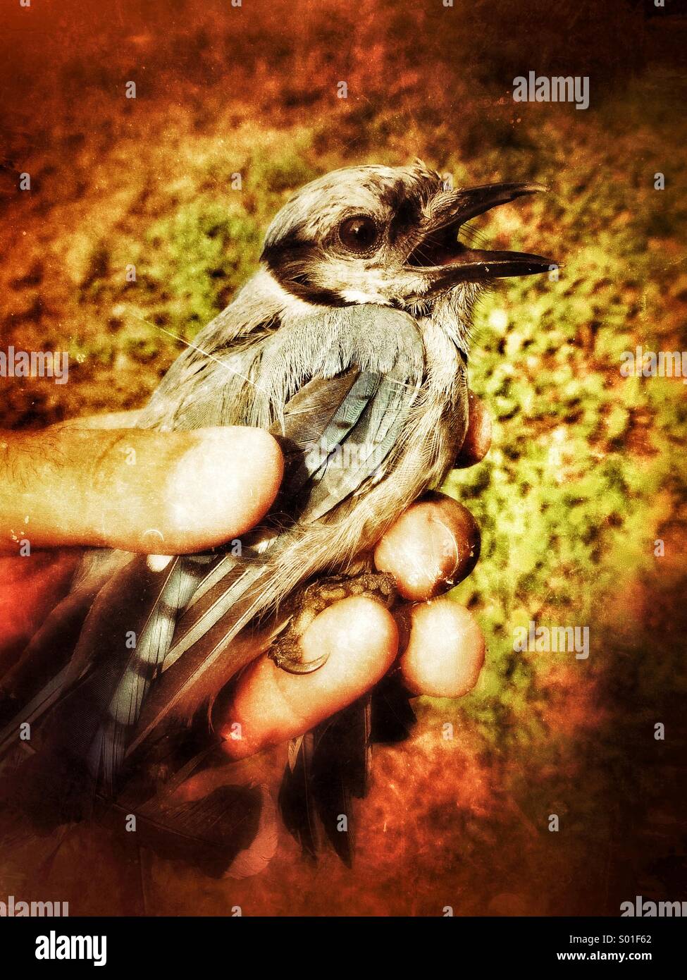 Bird in the hand hi-res stock photography and images - Alamy