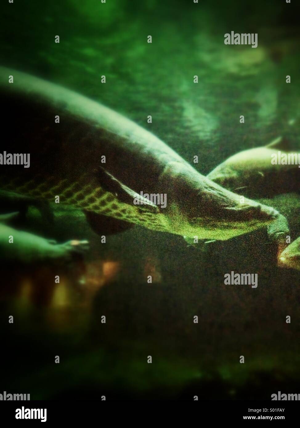 Large Amazonian fish in an aquarium Stock Photo - Alamy