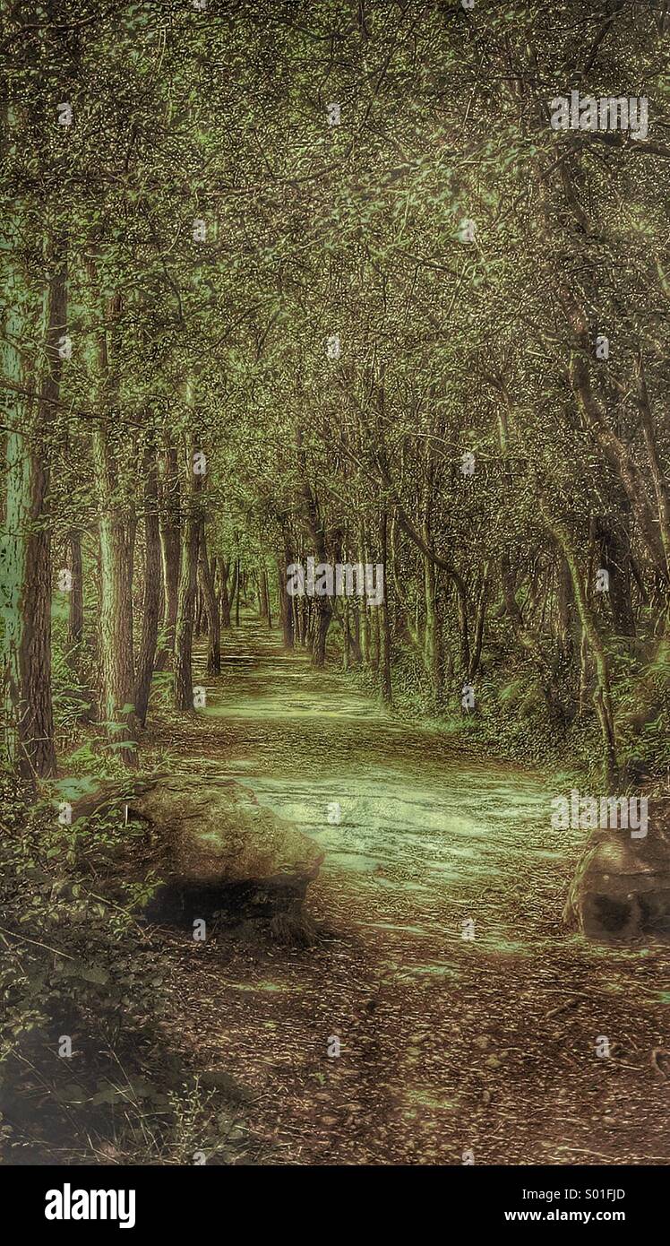 Pathway woodland hi-res stock photography and images - Alamy