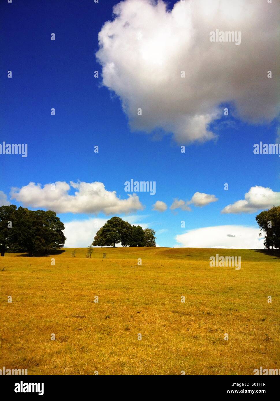 Trees in an English field on a summer day Stock Photo - Alamy