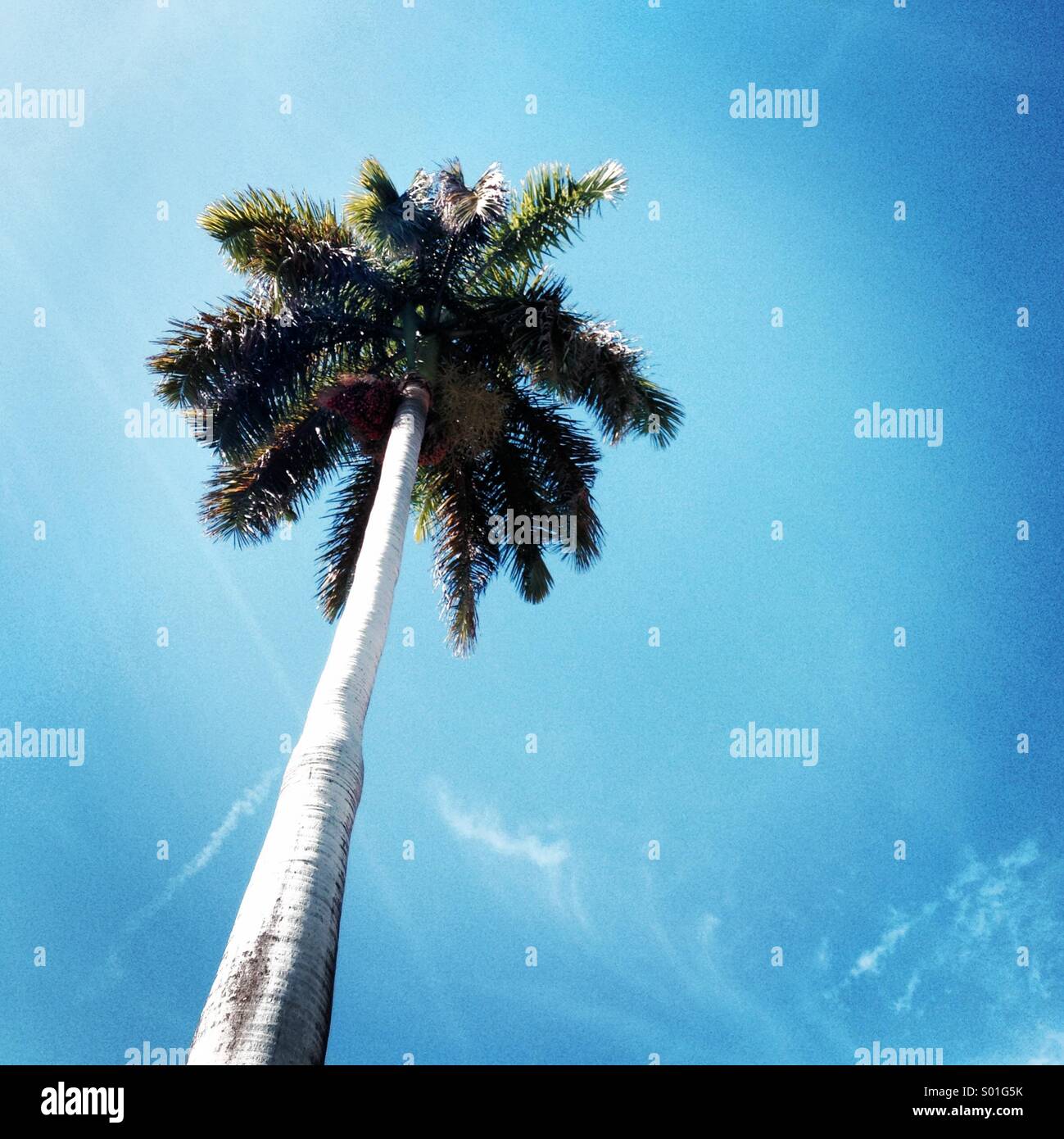 Coconut tree and blue sky hi-res stock photography and images - Alamy