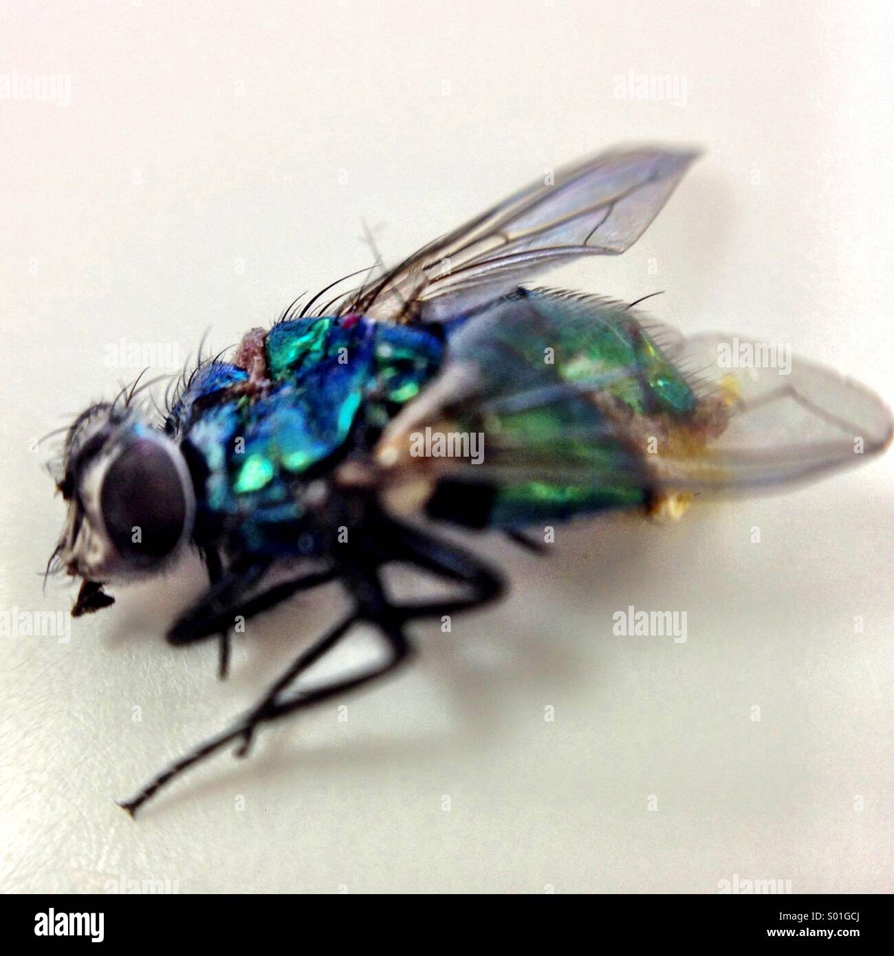 Dead fly hi-res stock photography and images - Alamy