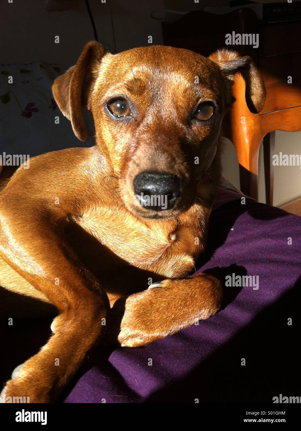 Pinscher Dog High Resolution Stock Photography and Images - Alamy