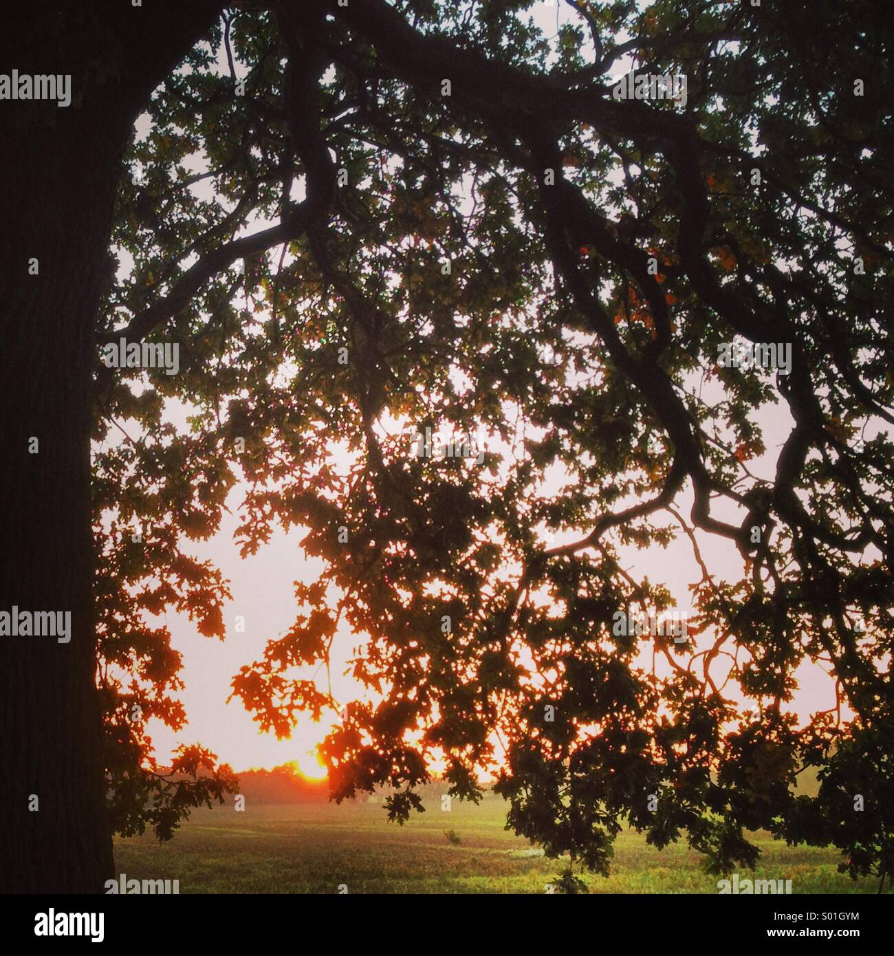 Oak tree branches hi-res stock photography and images - Alamy