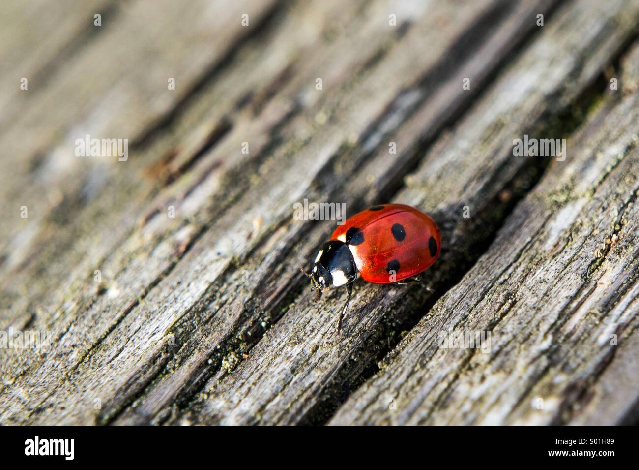 Ladybird Stock Photos & Ladybird Stock Images - Alamy