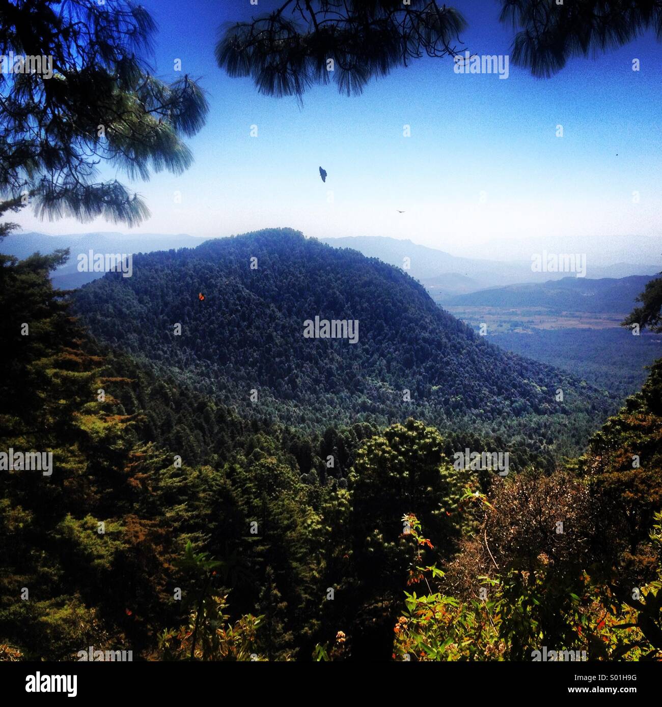 Cerro Pelon Sanctuary for the Monarch Butterfly in Capulin village ...