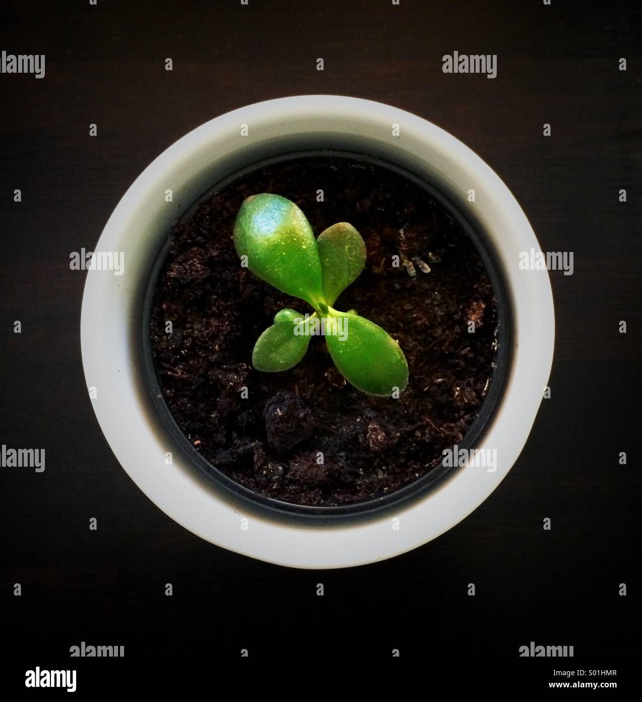 Money plant pot hi-res stock photography and images - Alamy
