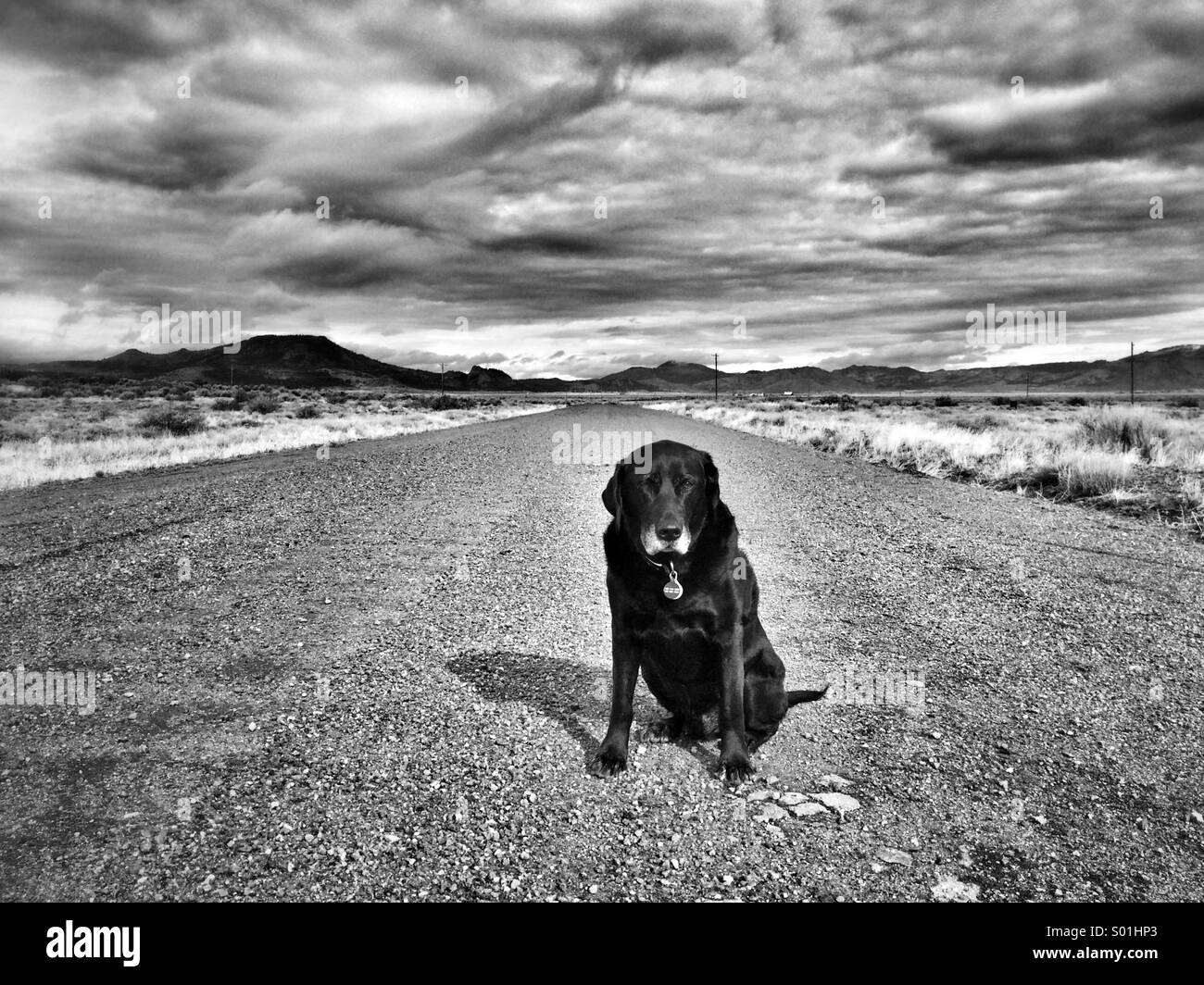 Dog by Black and White Stock Photos & Images - Alamy