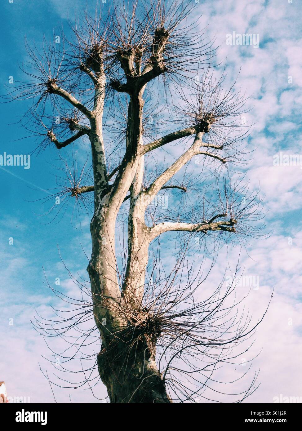 Old Tree Without Leaves High Resolution Stock Photography and Images ...