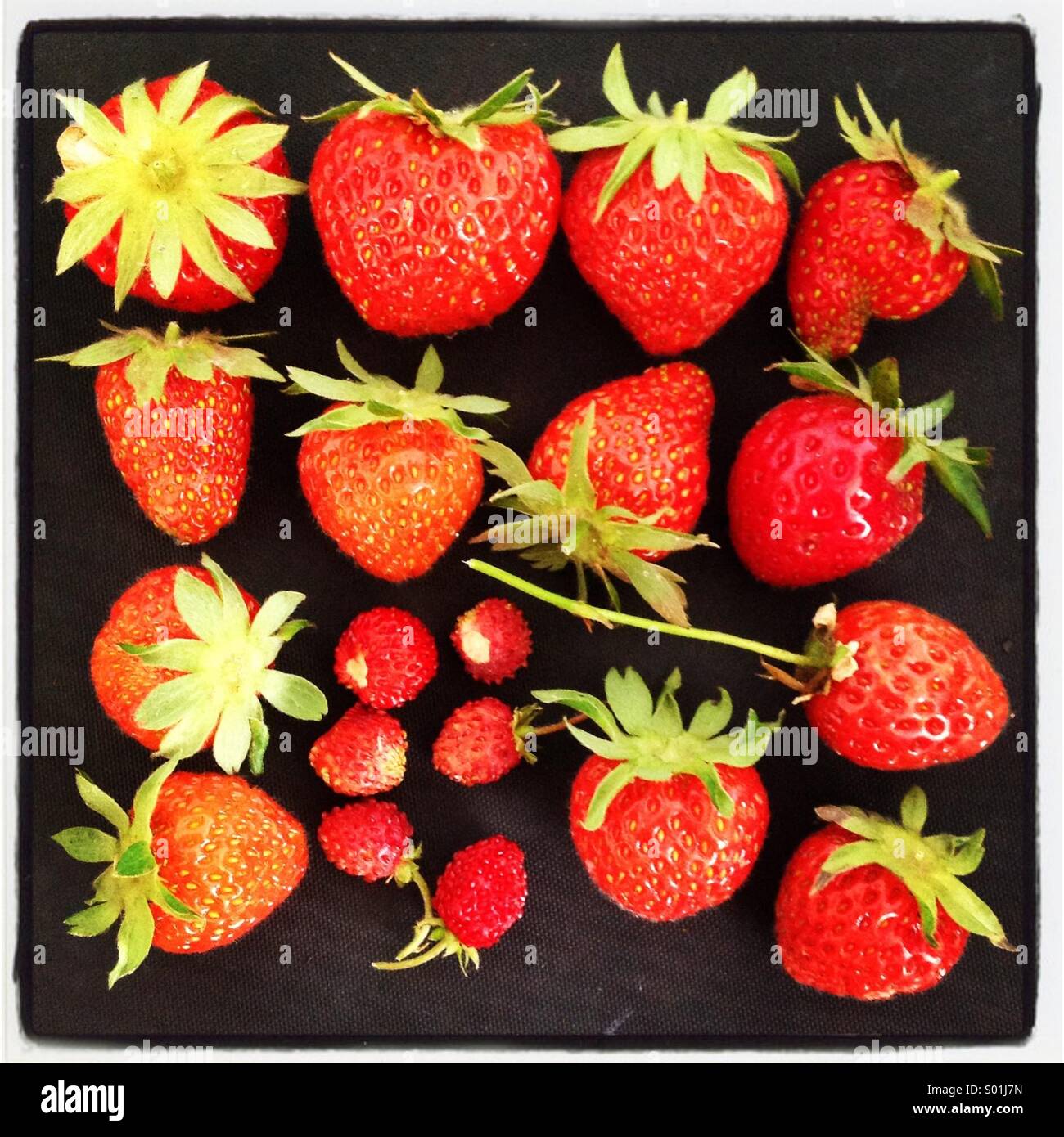 Fresh strawberries, all shapes and sizes on black background Stock ...