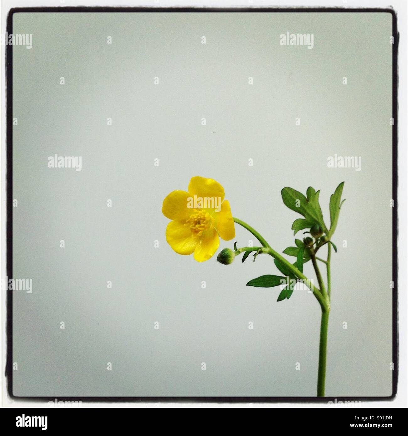 Bright yellow wild buttercup on white background Stock Photo - Alamy