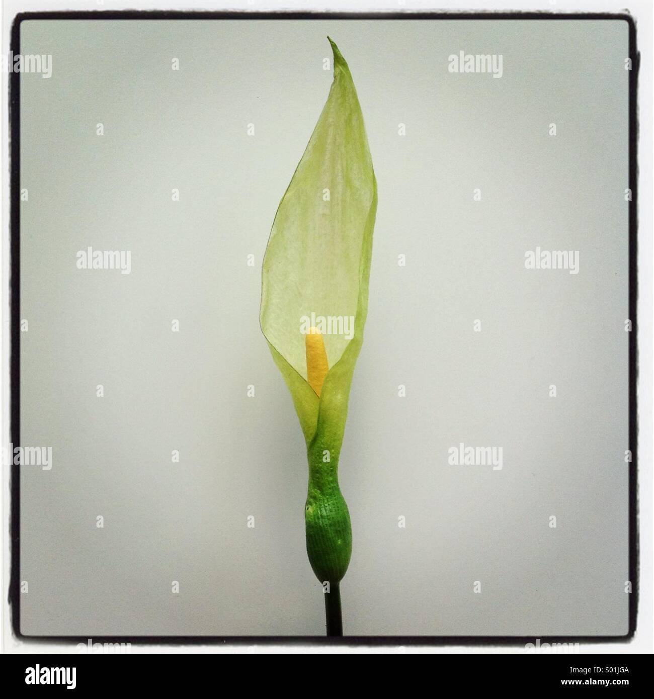 Pale green wild arum lily flower on white background Stock Photo - Alamy