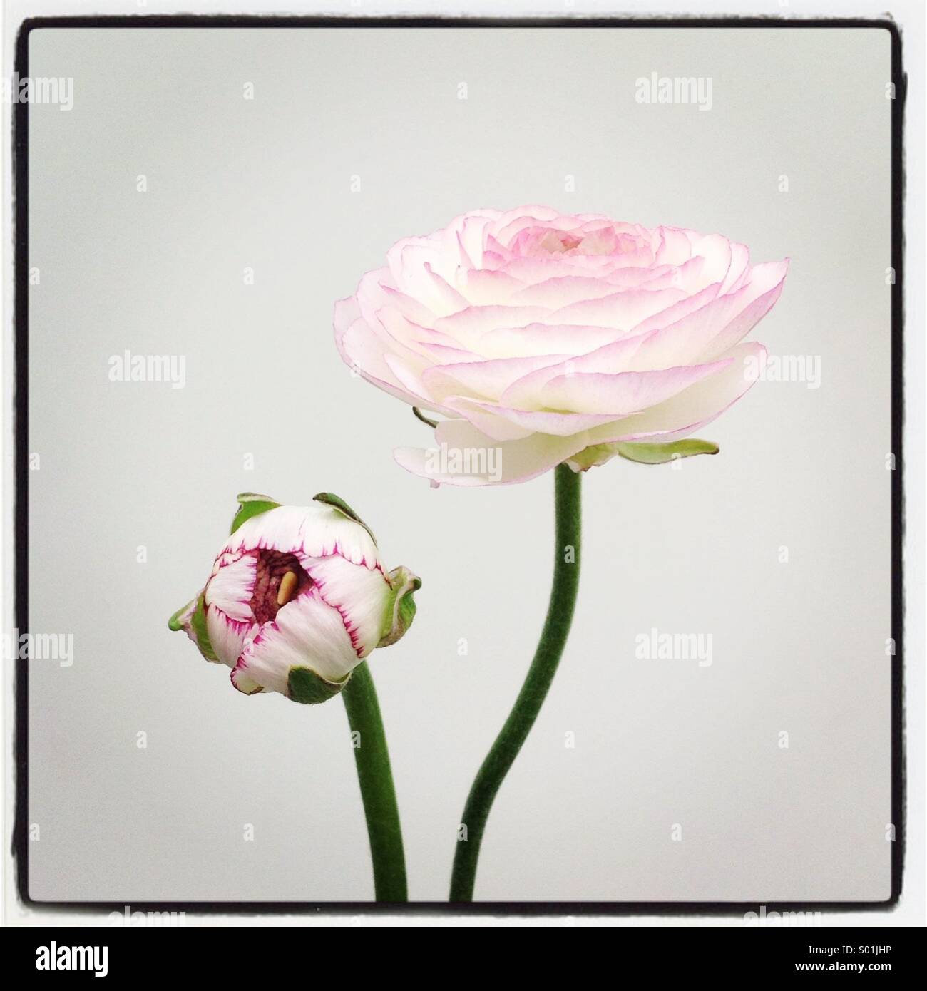 Pale pink ranunculus flowers on white background Stock Photo - Alamy
